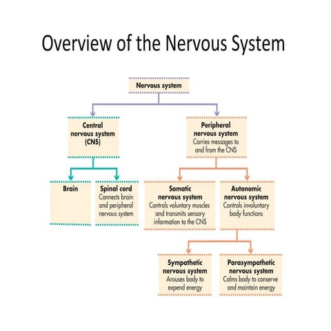 Neuron and nervous system visuals edt 5 | PPT