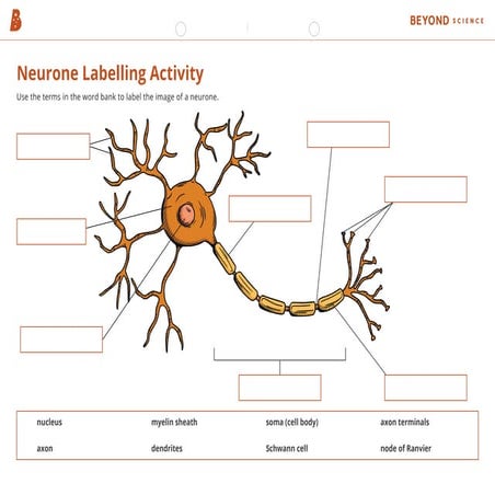 Neurone Labelling Activity for Science IGCSE | PDF