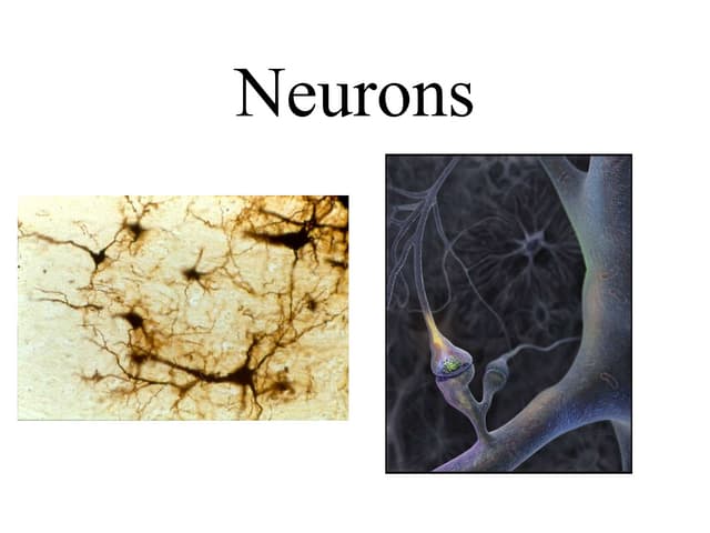 Structure and function of neuron | PPTX