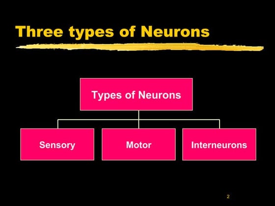 Types of neuron | PPTX