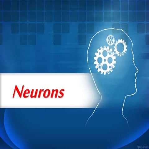 Neurons | PPT