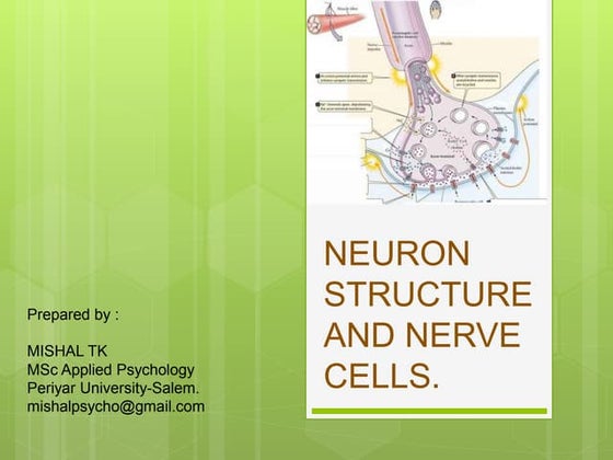 Structure of a neuron | PDF