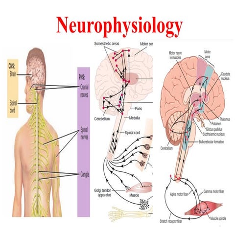 Neural control-coordination-ppt class xi | PPTX