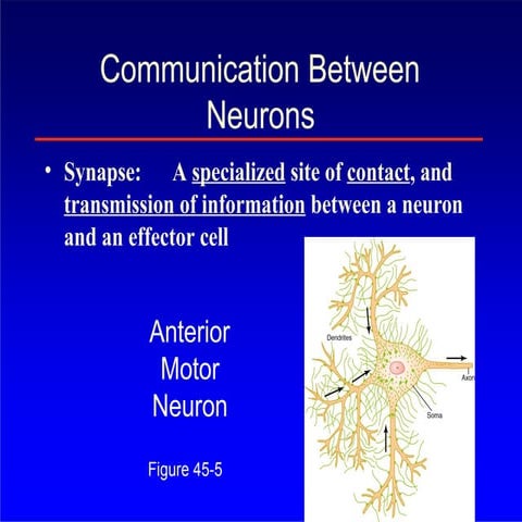 neurotransmitters-online-slides_1 (1).pptx