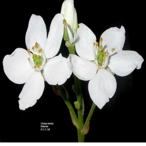 Leaf apex type | PDF