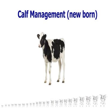 New Born Calf Management.pdf