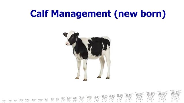 Care and management sow and gilts | PDF