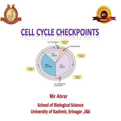 Cell cycle checkpoints.pptx