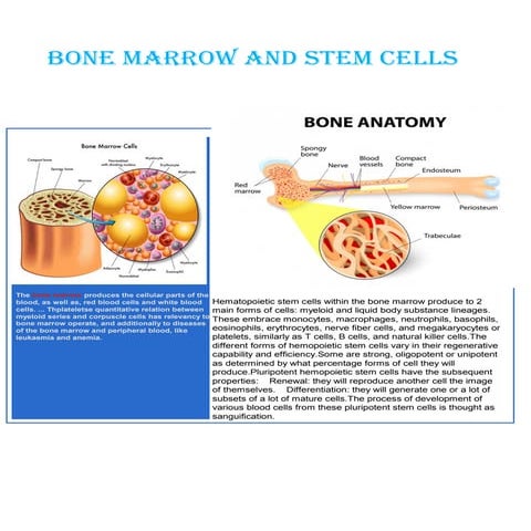 Bone marrow and stem cells | PPT