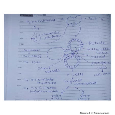 Thyroid Physiology short notes | PDF