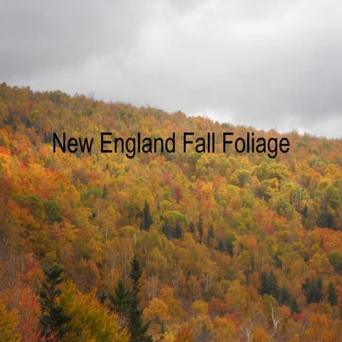 New England Fall Foliage | PPS