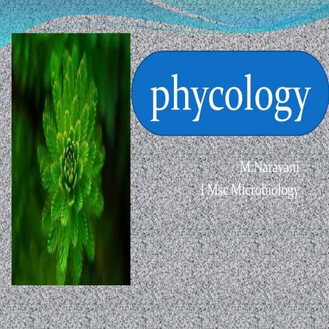 phycology-algal classification, thallus organization, reproduction | PPTX