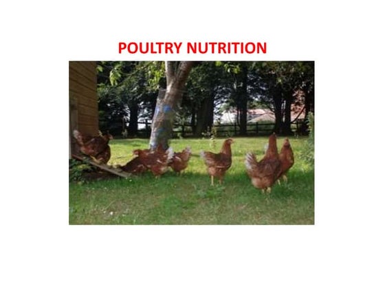 Common feedstuffs for poultry and nutrient requirement of poultry feed ...