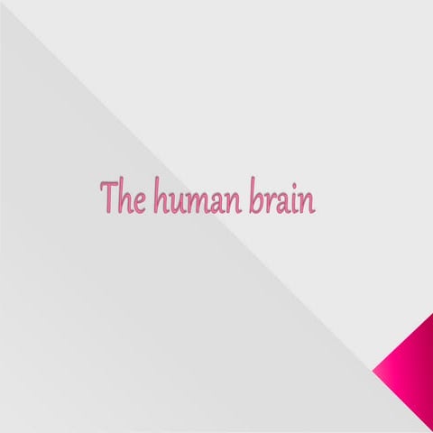 Detailed Anatomy of the Human Brain and its functions | PPTX