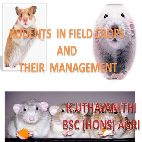 Rodents in field crops and thrir management | PPTX