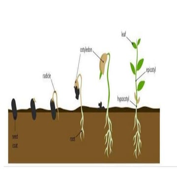 Plant Root | Types of roots |Modifications of roots | PPTX
