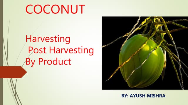 Coconut.tree ppt | PPT