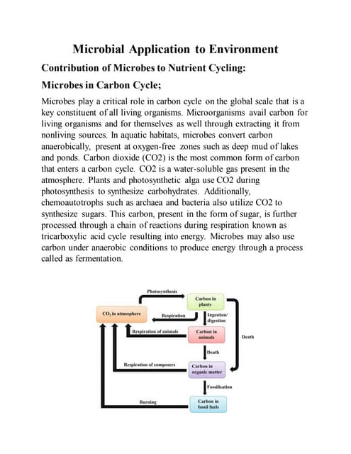 Sulfur cycle | PPT