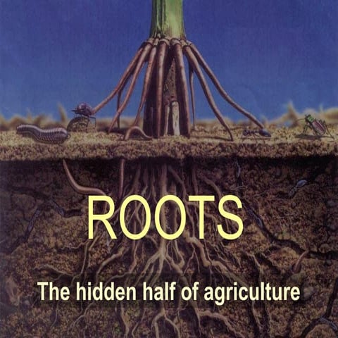 New root presentation | PDF