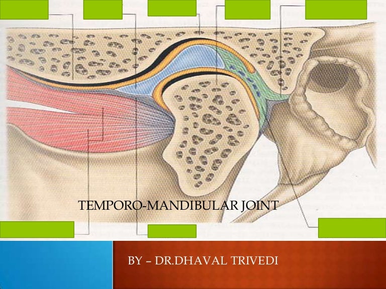 anatomy of TMJ