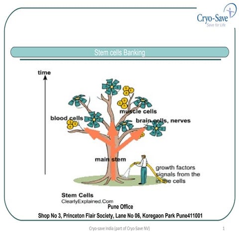 stem cells | PPT