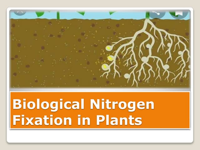 Biological Nitrogen fixation | PPT