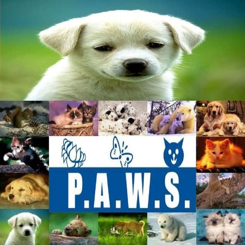 Ngo paws | PPT