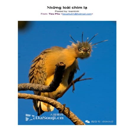 Những loài chim lạ | PDF