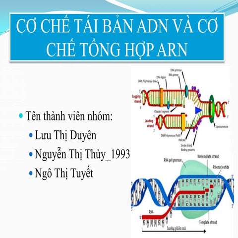 Nhân đôi ADN và tổng hợp ARN | PPTX