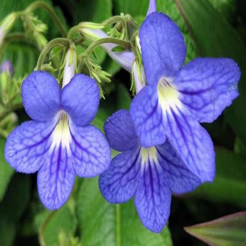 Nice Blue Flowers .... Be Cool...