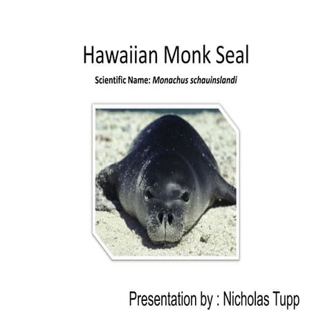 Hawaiian Monk Seal researched by Nicholas Tupp | PPTX