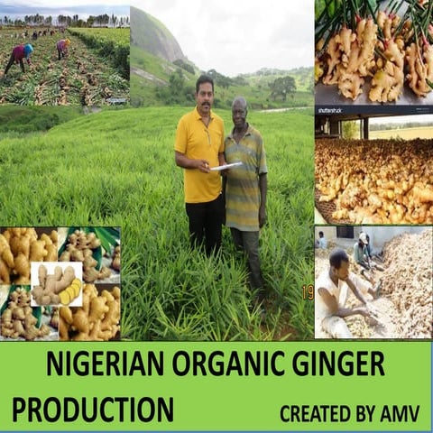 NIGERIAN ORGANIC GINGER PRODUCTION CREATED BY AMV.pdf