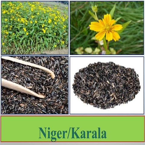 Niger Production Technology with all package of practices | PDF