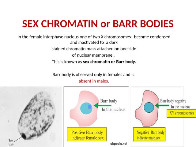 Sex Chromatin Or Barr Bodies Pptx