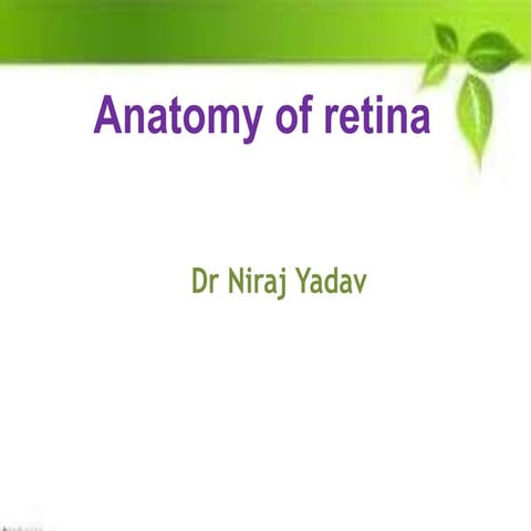 Anatomy of retina | PPTX