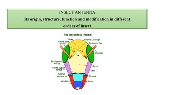 Insect Antennae Structure Functions And Their Modifications Ppt