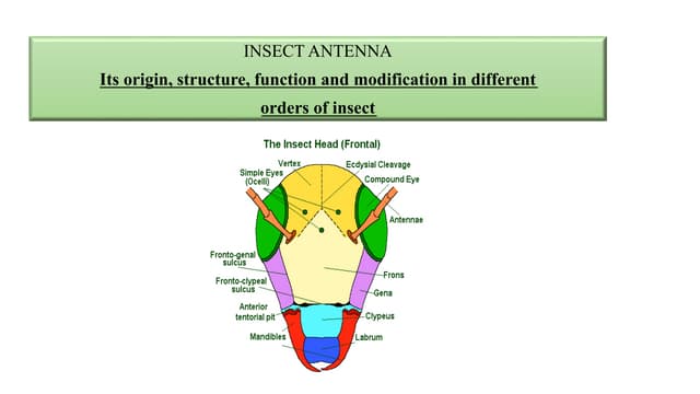 Insect Antennae: Structure, Functions and Their Modifications | PPTX