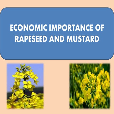 Rapeseed & Mustard ppt by Haseena Shabnam | PPTX