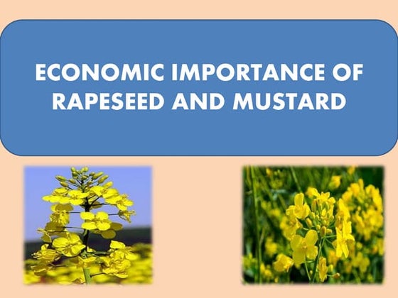 Rapeseed & Mustard ppt by Haseena Shabnam | PPTX | Agriculture | Industries