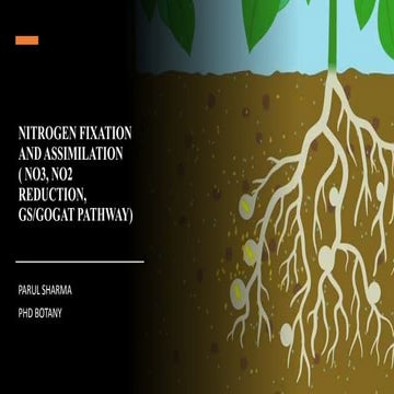 Nitrogen assimilation in plants | PPTX