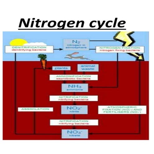 Nitrogen cycle | DOCX