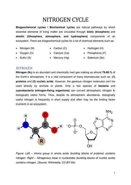 Nitrogen Cycle | PPTX