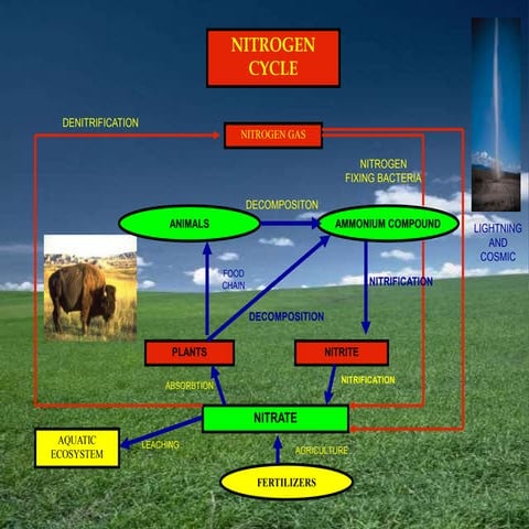 Nitrogen cycle | PPT