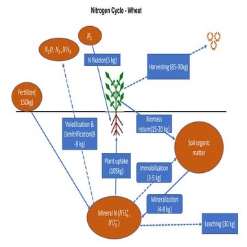 Nitrogen Cycle – Wheat.pptx
