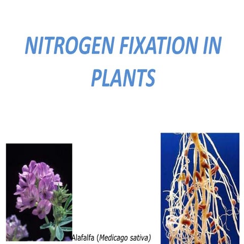 NITROGEN FIXATION IN PLANTS.pptx
