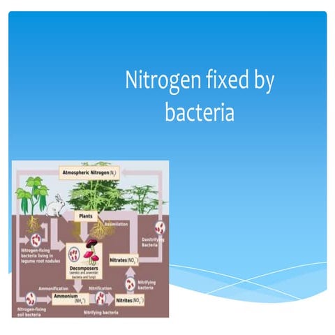 Nitrogen fixed by bacteria | PPTX
