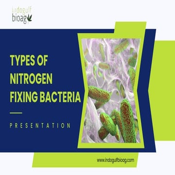 The Basics of Nitrogen-Fixing Bacteria | PDF