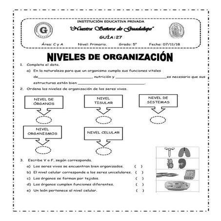 Hoja De Trabajo De Biología Sobre Los Niveles De Organización