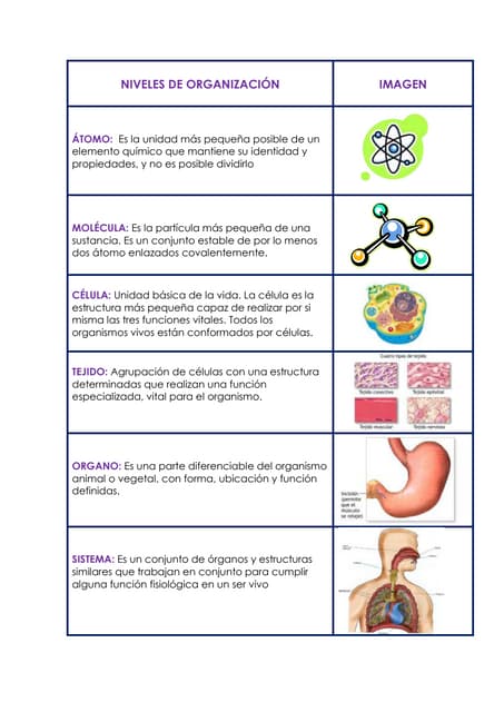 Organizacion interna de los seres vivos, celula, tejidos, organos y ...
