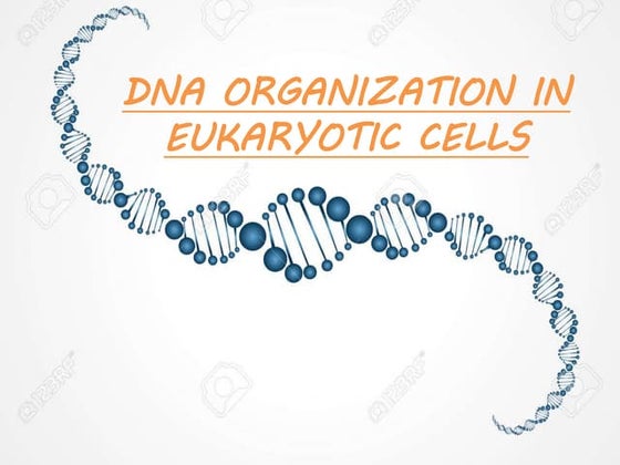 Genome organization in eukaryotes (molecular biology) | PPT